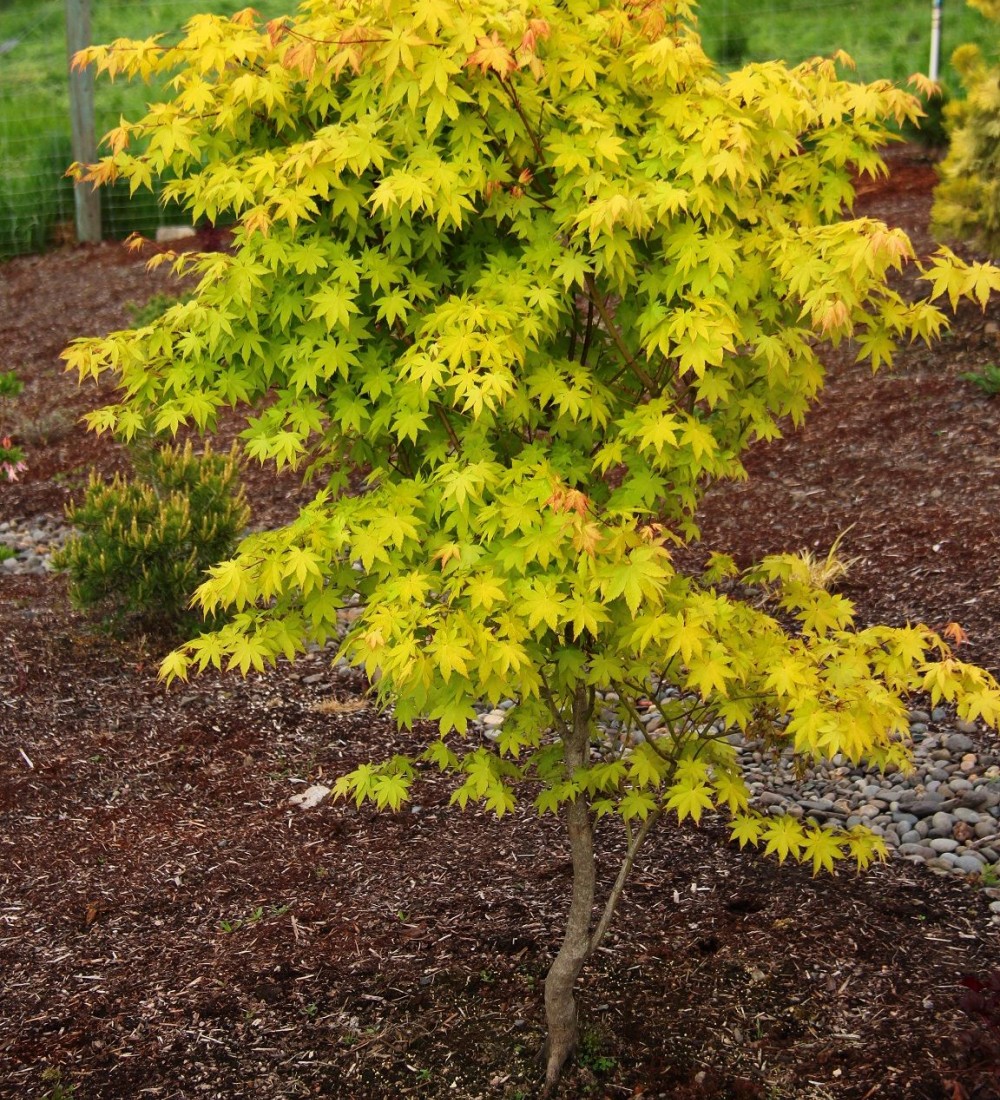 Artar palmatum